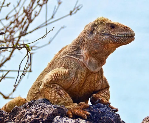 Isla Santa Fe - Altamar Galapagos Daily Tours